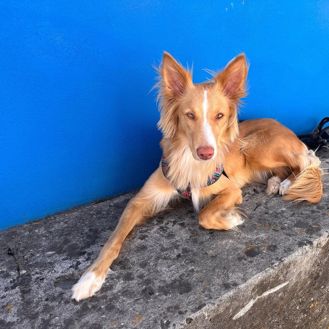 As 11 Raças de Cães Portugueses | Fotos e Características