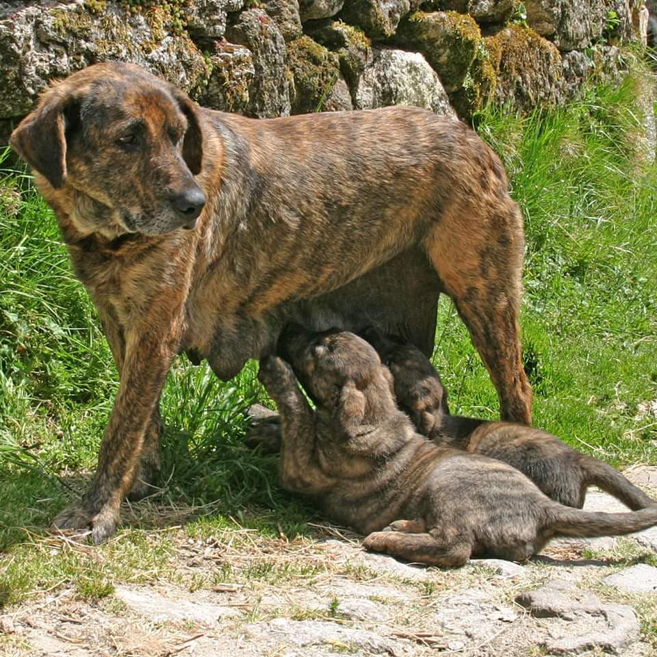 The 11 Portuguese Dog Breeds | Photos and Characteristics