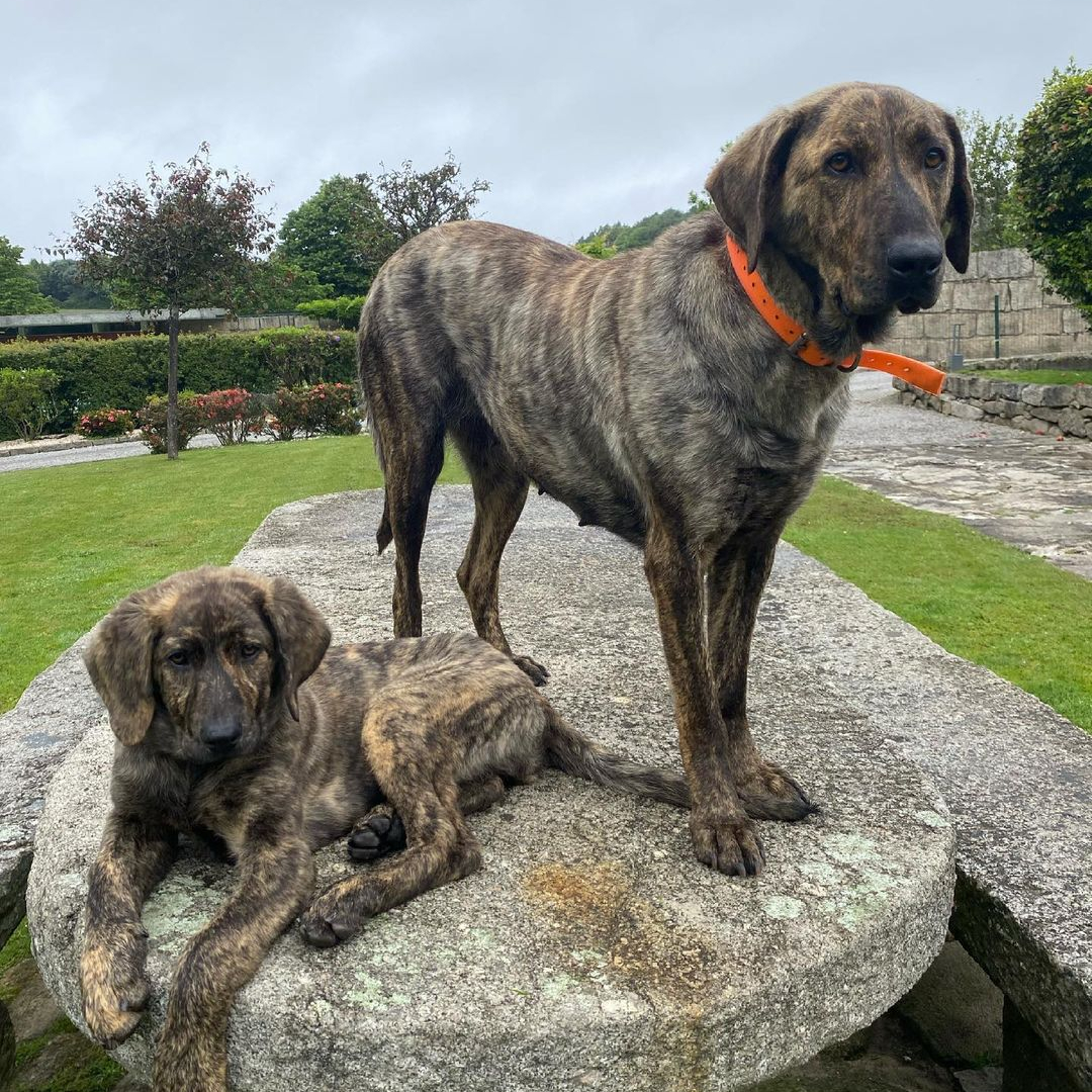 As 11 Raças de Cães Portugueses | Fotos e Características