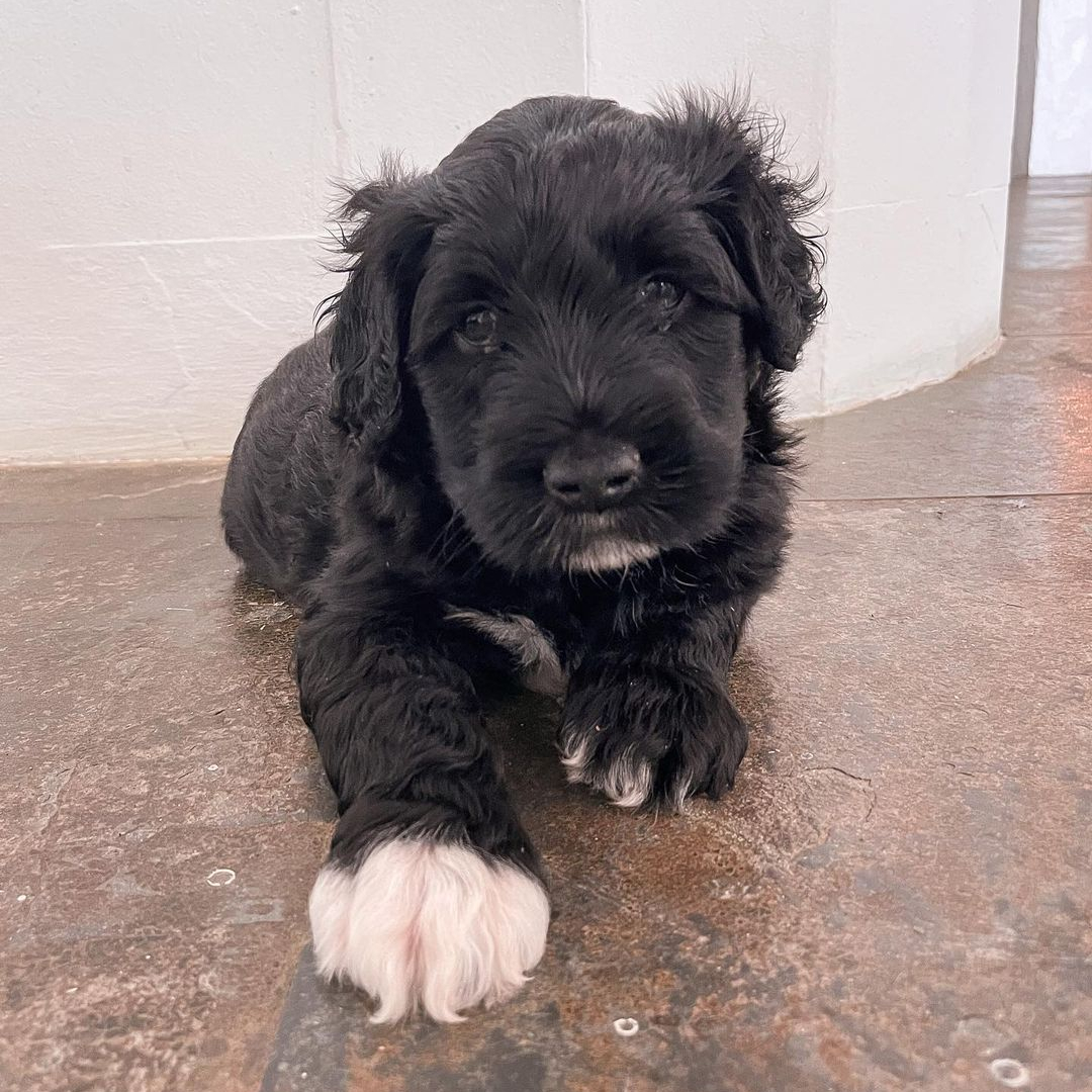 The 11 Portuguese Dog Breeds | Photos and Characteristics