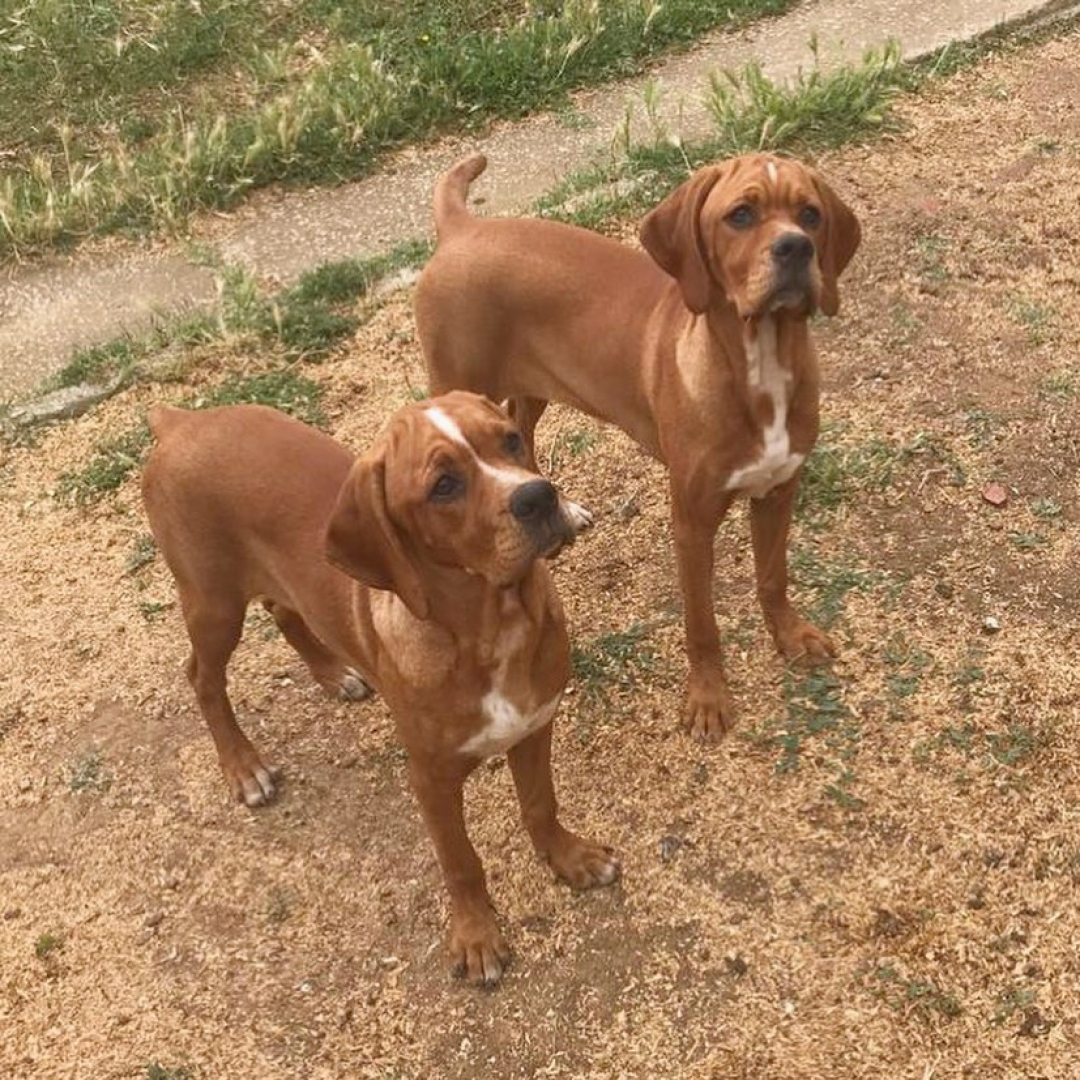 The 11 Portuguese Dog Breeds | Photos and Characteristics