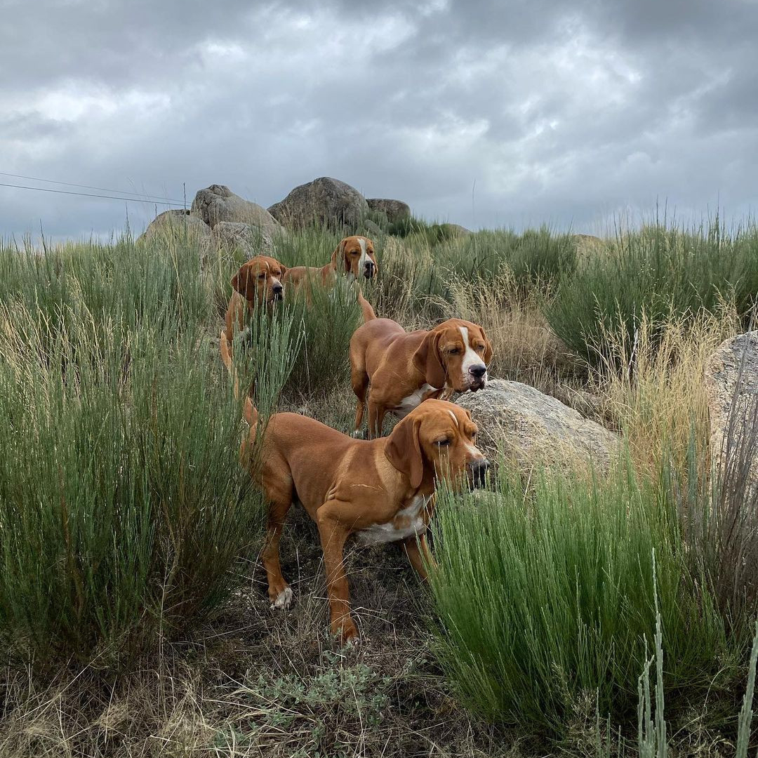 The 11 Portuguese Dog Breeds | Photos and Characteristics