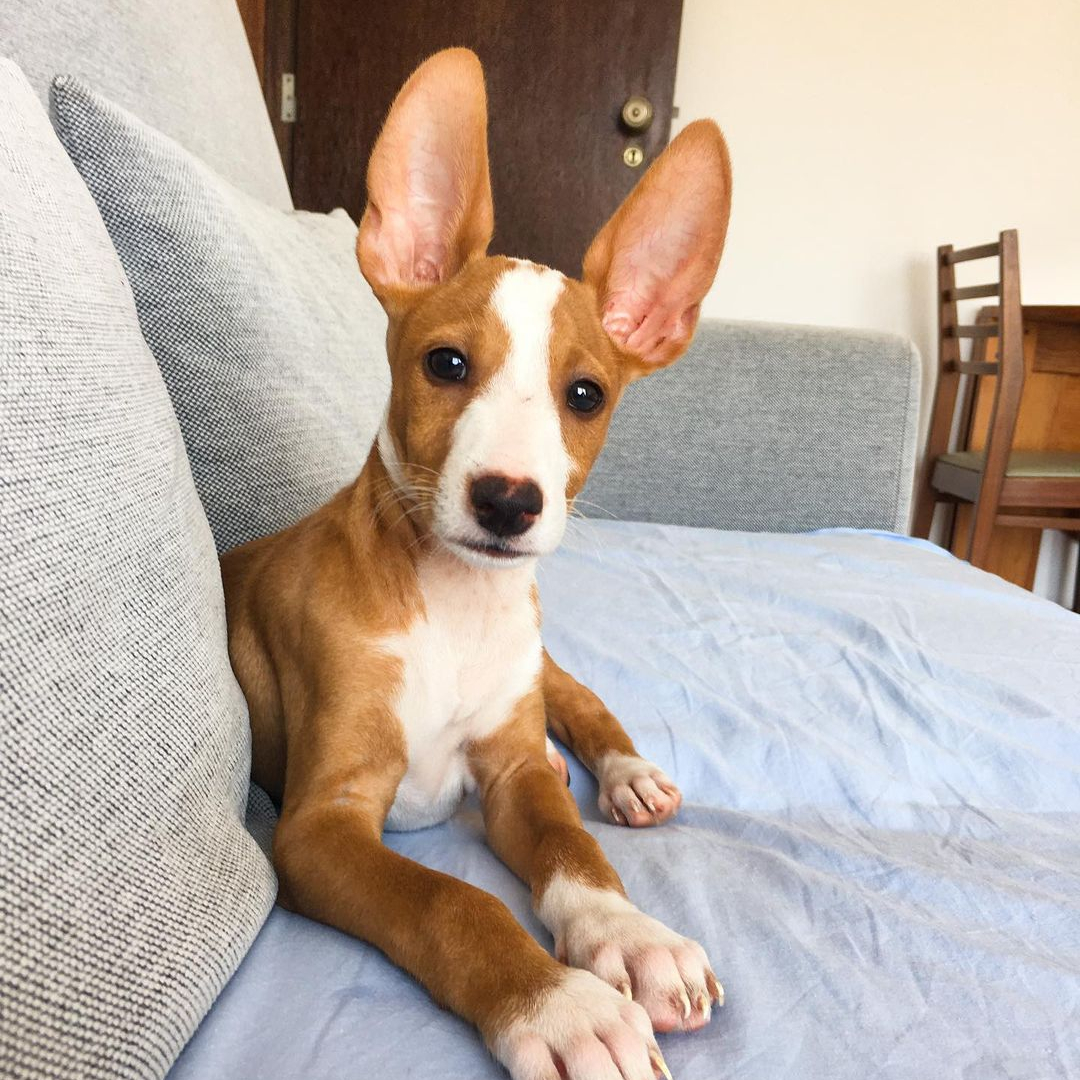 The 11 Portuguese Dog Breeds | Photos and Characteristics