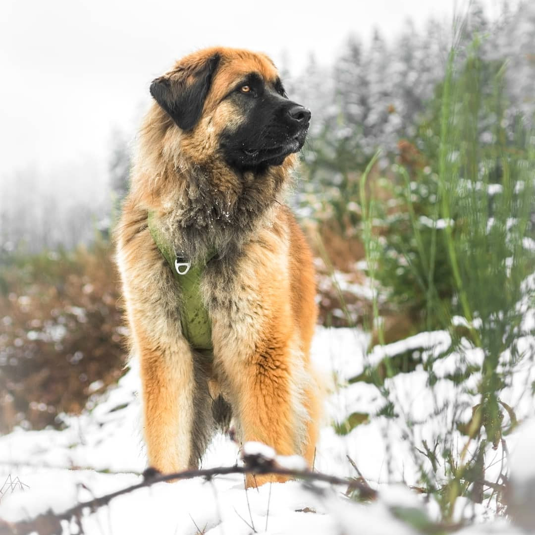 The 11 Portuguese Dog Breeds | Photos and Characteristics