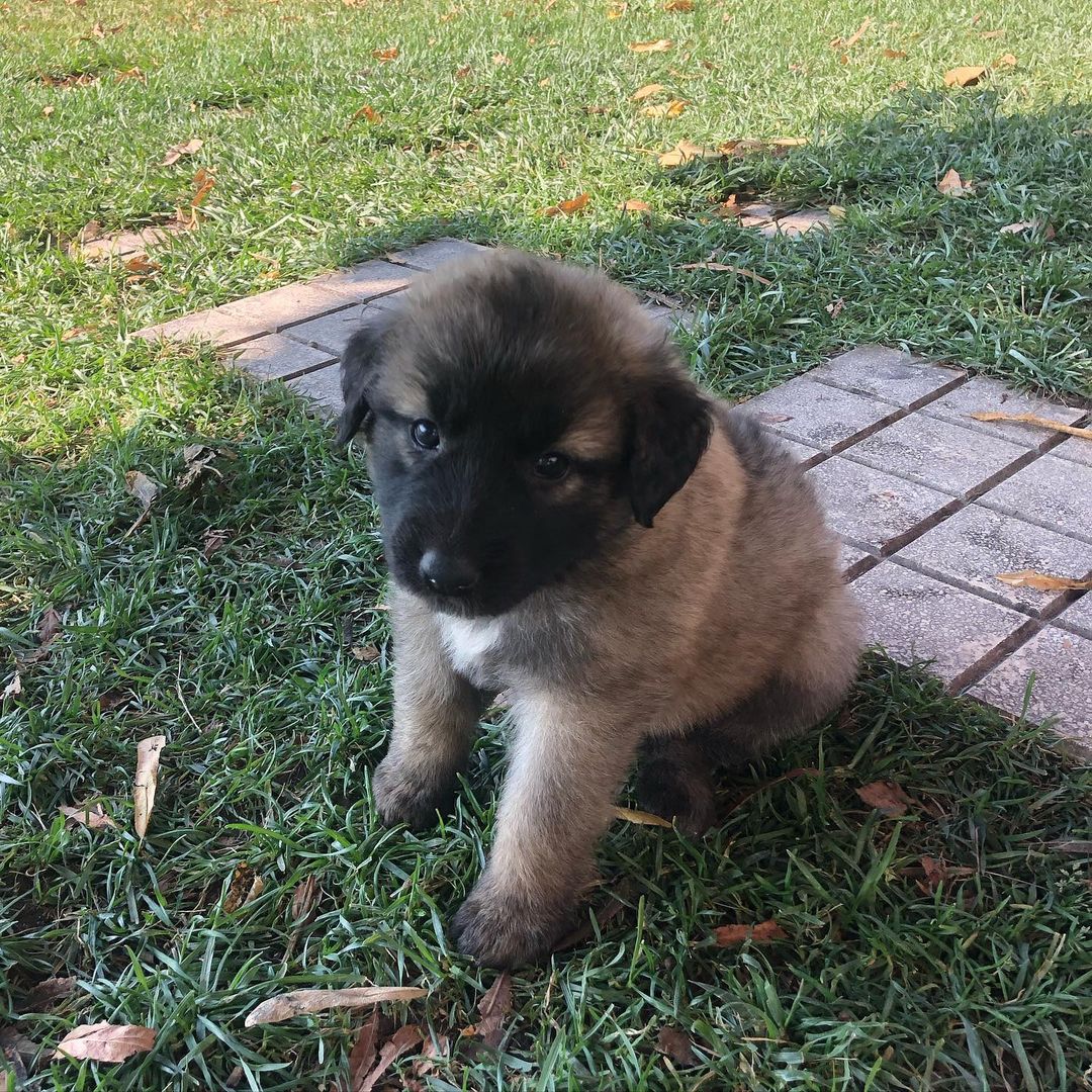 The 11 Portuguese Dog Breeds | Photos and Characteristics