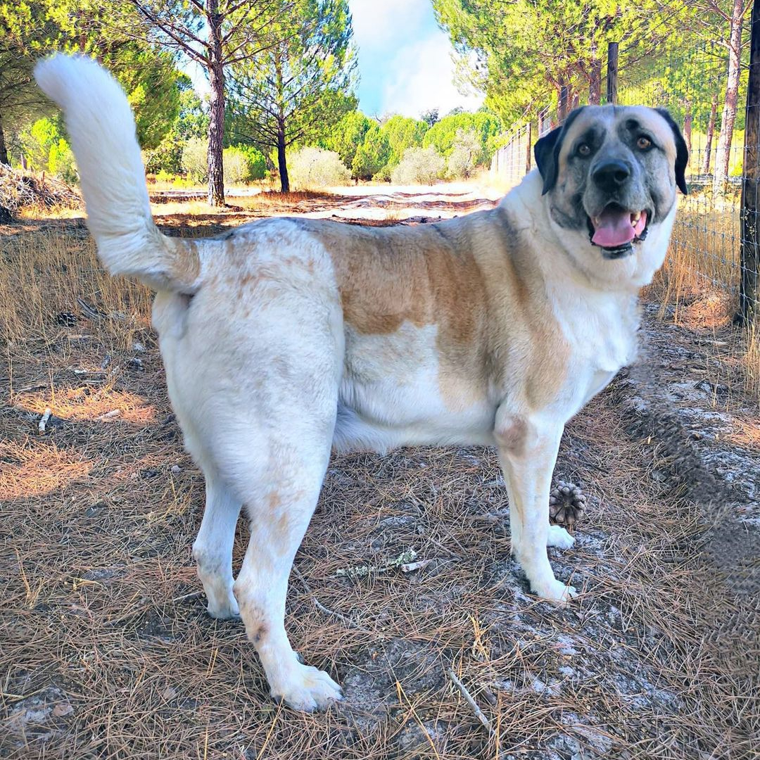 As 11 Raças de Cães Portugueses | Fotos e Características