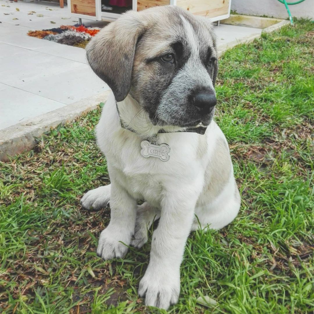 The 11 Portuguese Dog Breeds | Photos and Characteristics