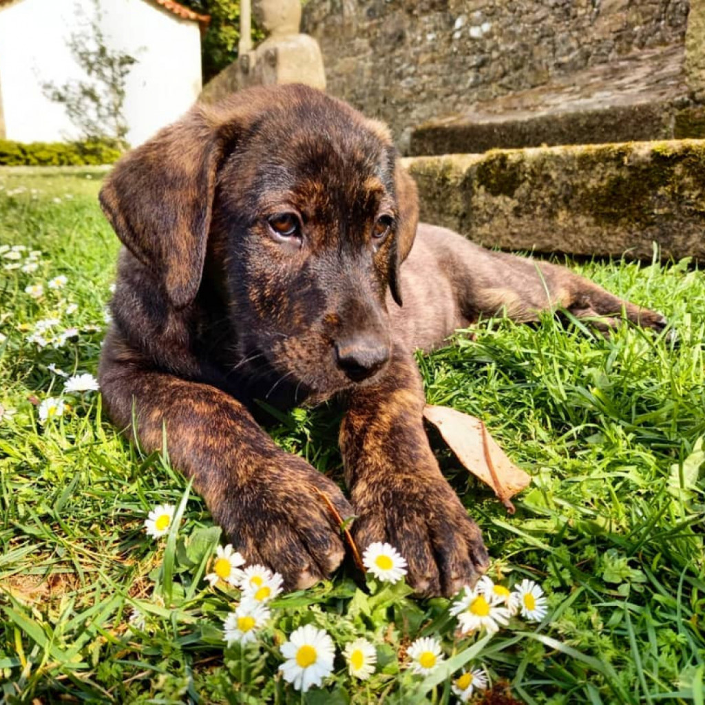 The 11 Portuguese Dog Breeds | Photos and Characteristics