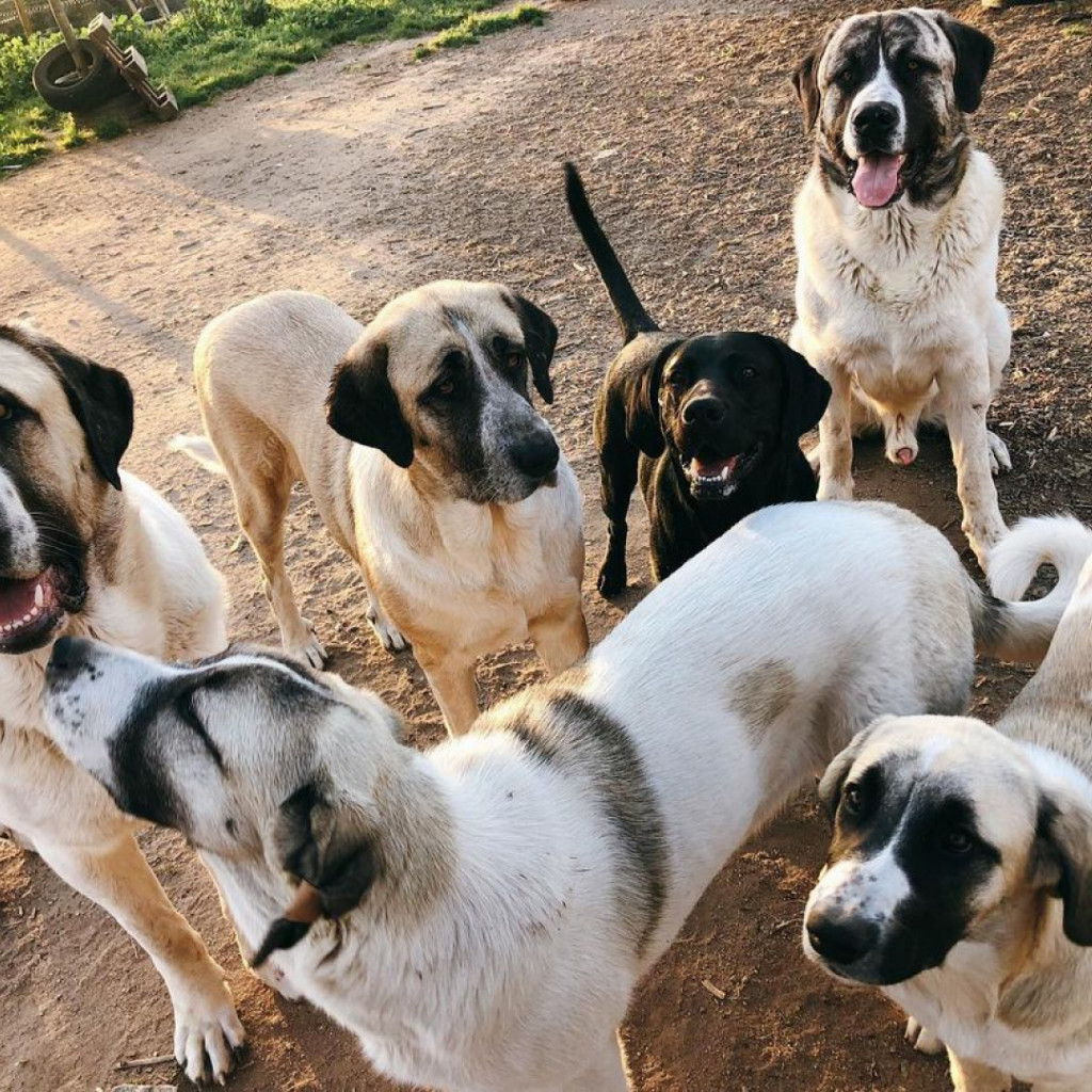 The 11 Portuguese Dog Breeds | Photos and Characteristics