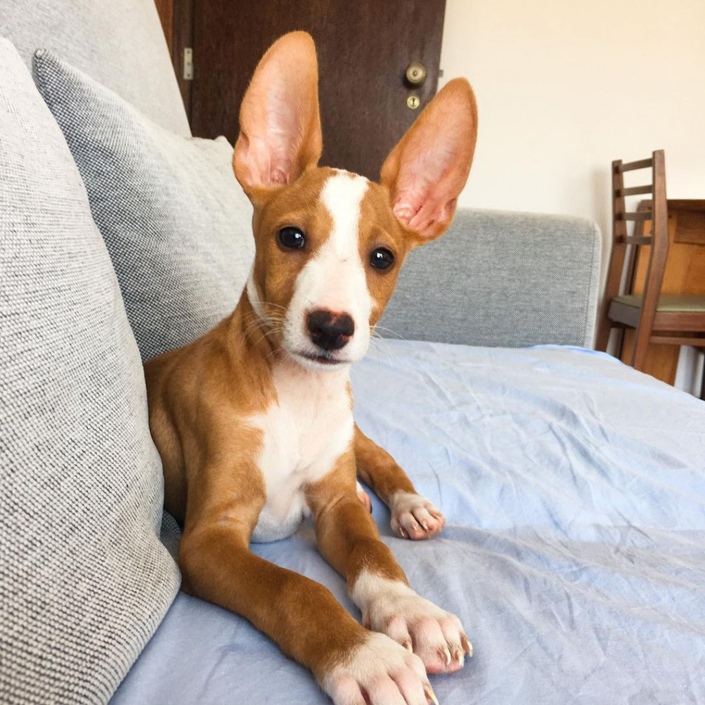 As 11 Raças de Cães Portugueses | Fotos e Características