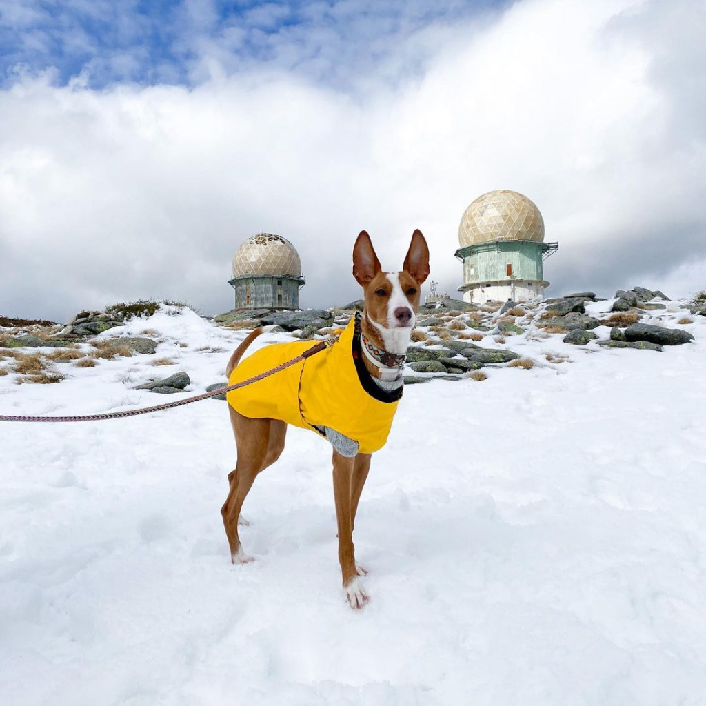 The 11 Portuguese Dog Breeds | Photos and Characteristics