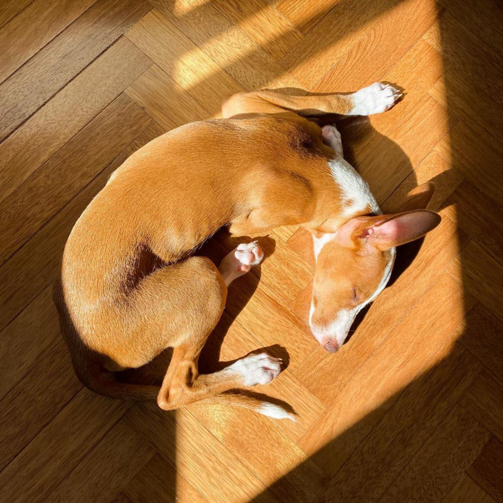 The 11 Portuguese Dog Breeds | Photos and Characteristics