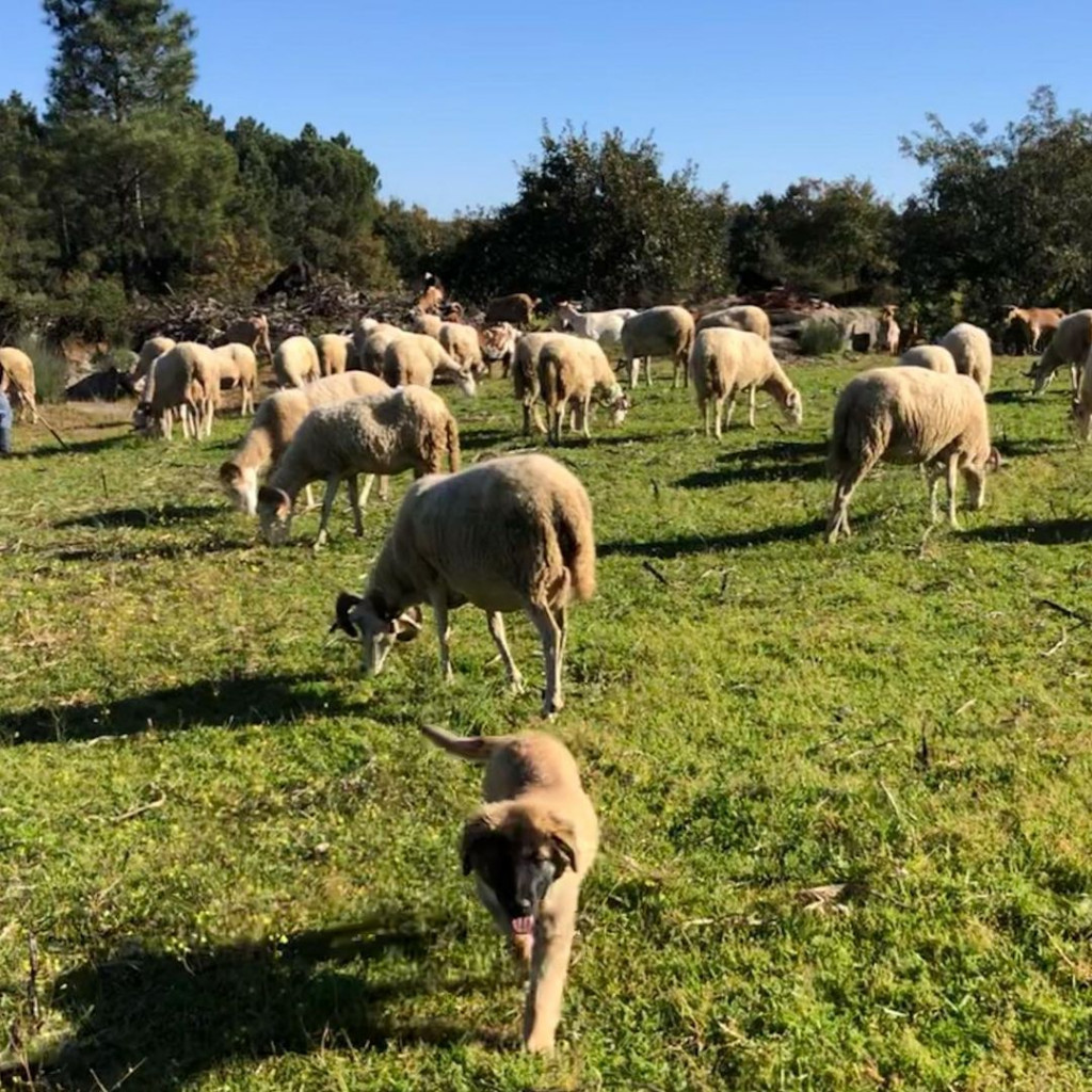 The 11 Portuguese Dog Breeds | Photos and Characteristics