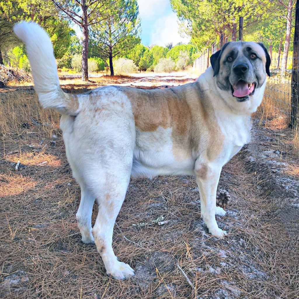 The 11 Portuguese Dog Breeds | Photos and Characteristics