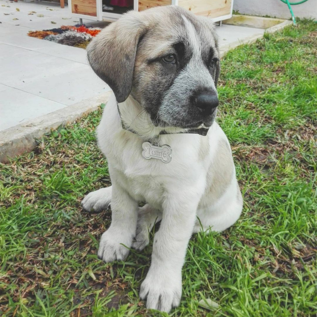 As 11 Raças de Cães Portugueses | Fotos e Características