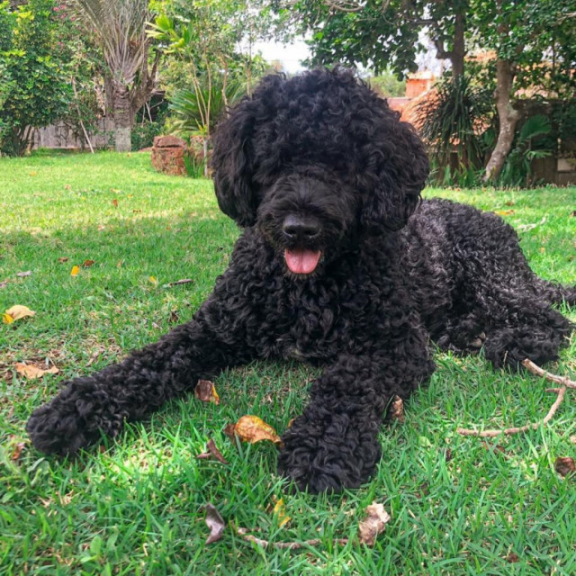 The 11 Portuguese Dog Breeds | Photos and Characteristics