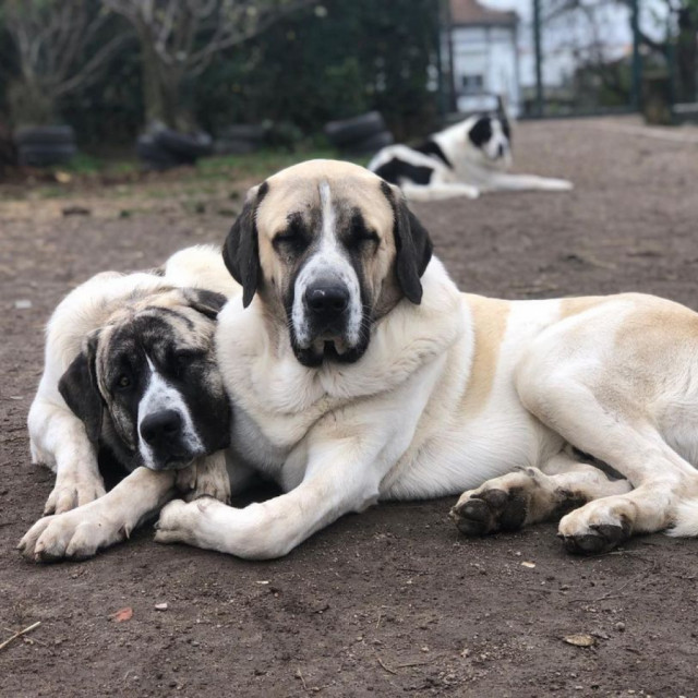 The 11 Portuguese Dog Breeds | Photos and Characteristics