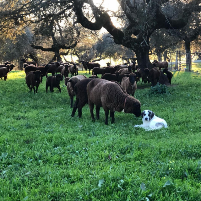 The 11 Portuguese Dog Breeds | Photos and Characteristics