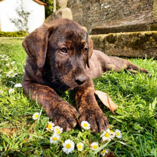 The 11 Portuguese Dog Breeds | Photos and Characteristics